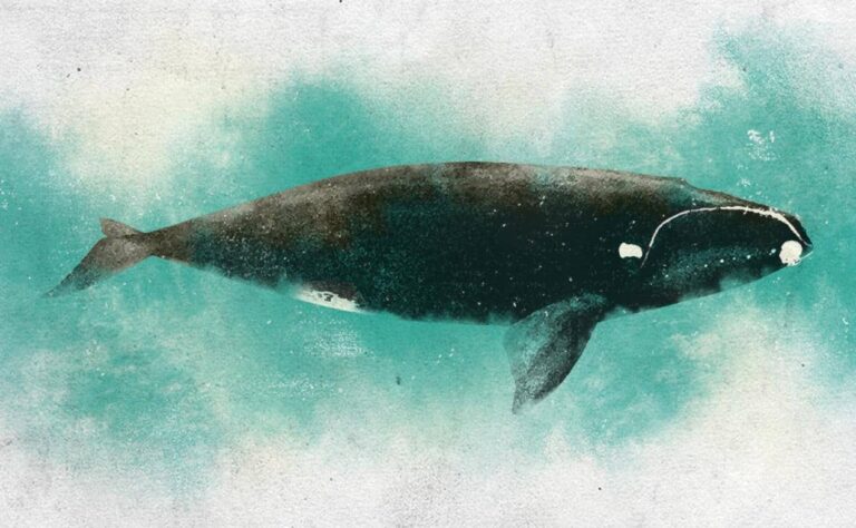 La increíble historia de la ballena vasca – JPQ
